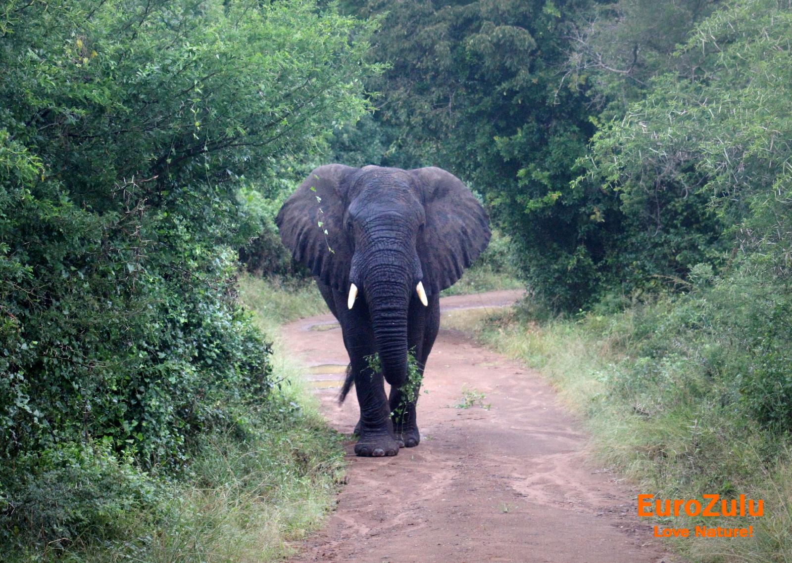 Sunset safari in iSimangaliso Wetland Park